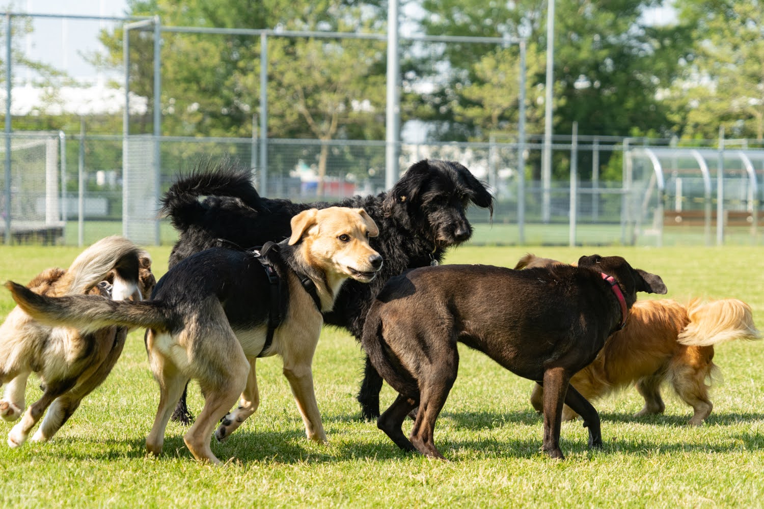 Vrije Honden Zuidhorn – Een vrije hond is een blije hond!